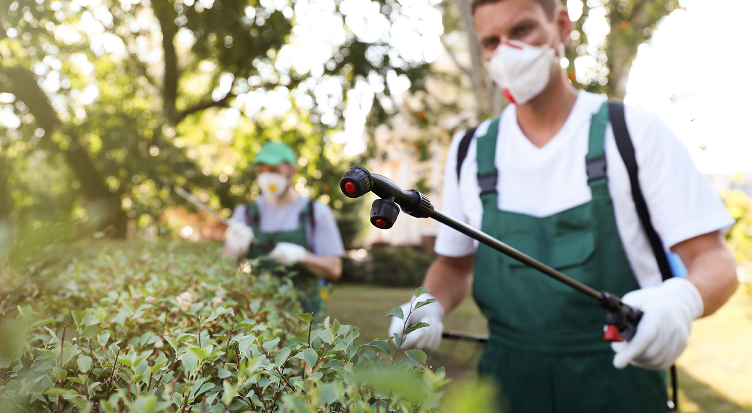 Pest Today, Gone Tomorrow | Pest Control in the Bay Area
